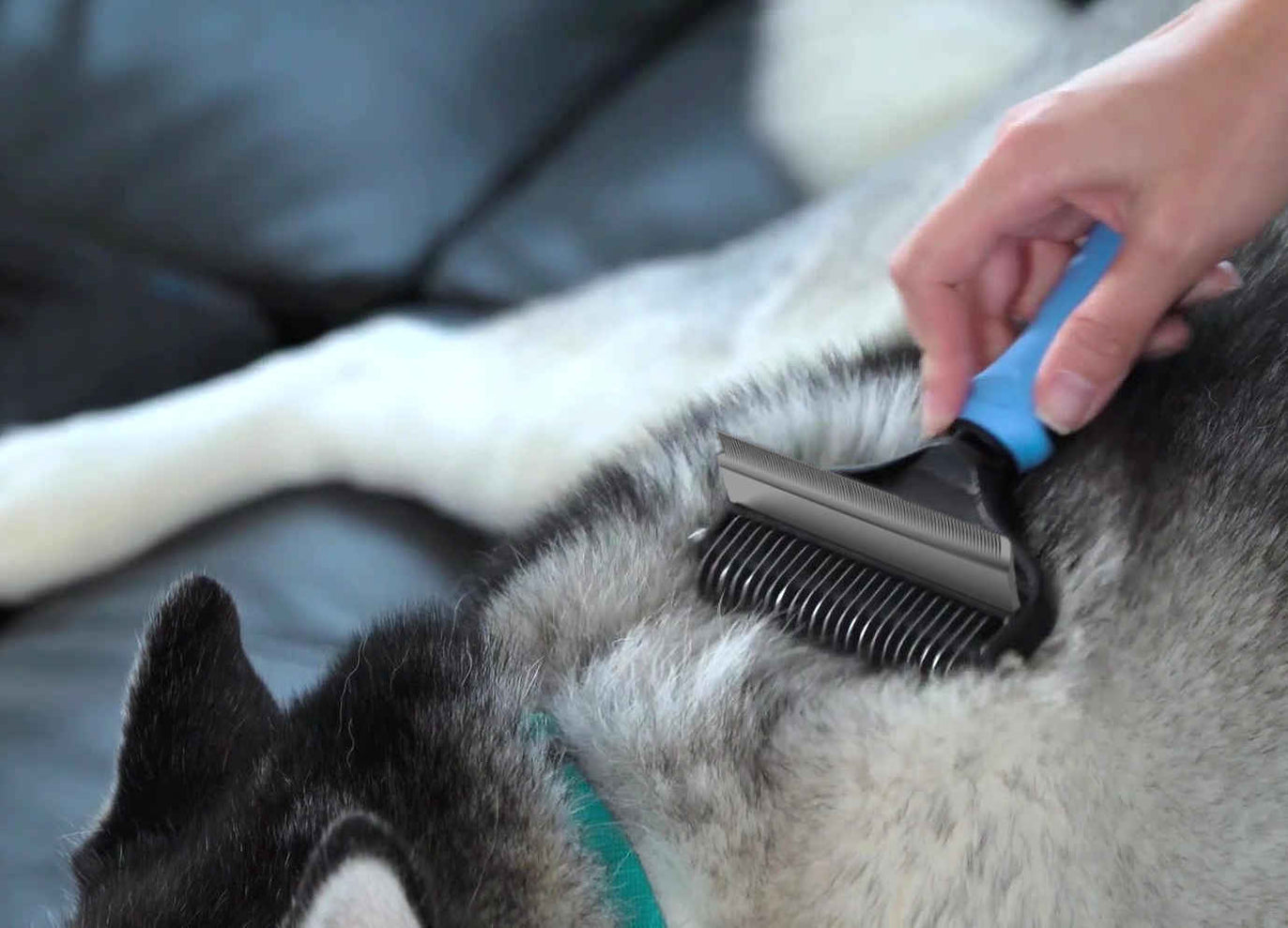 5 Best Pet Grooming Tools for At-Home Groomers | Scooper Cleaner